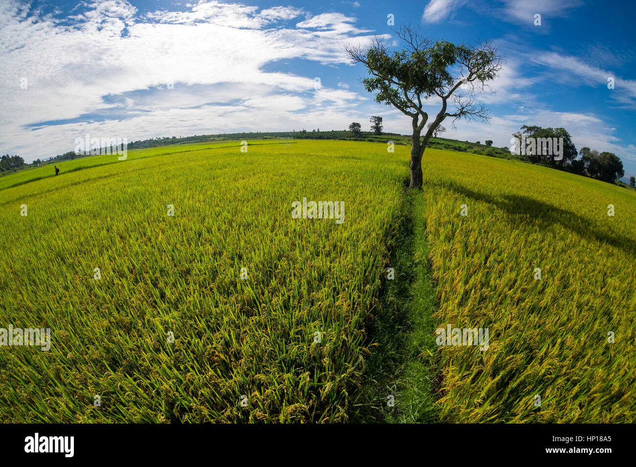 Alone tree on paddy field Stock Photo - Alamy