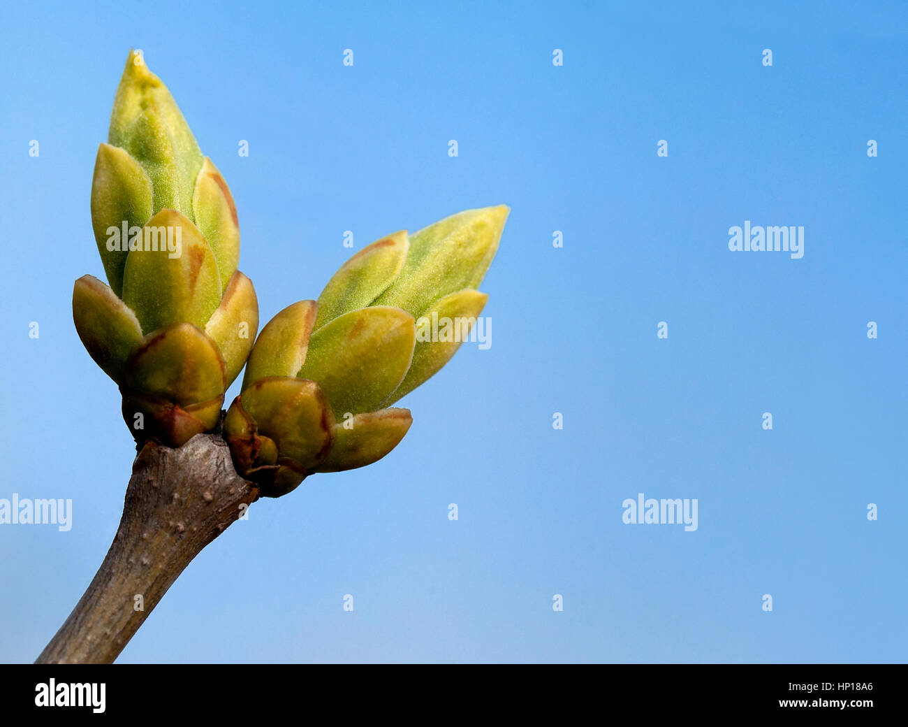 The close-up of tree buds in the spring Stock Photo - Alamy