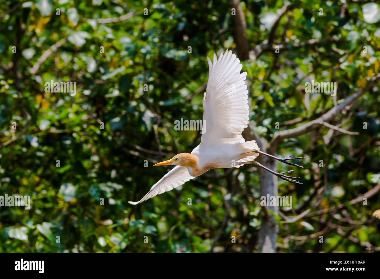 Flying artificial bird hi-res stock photography and images - Alamy