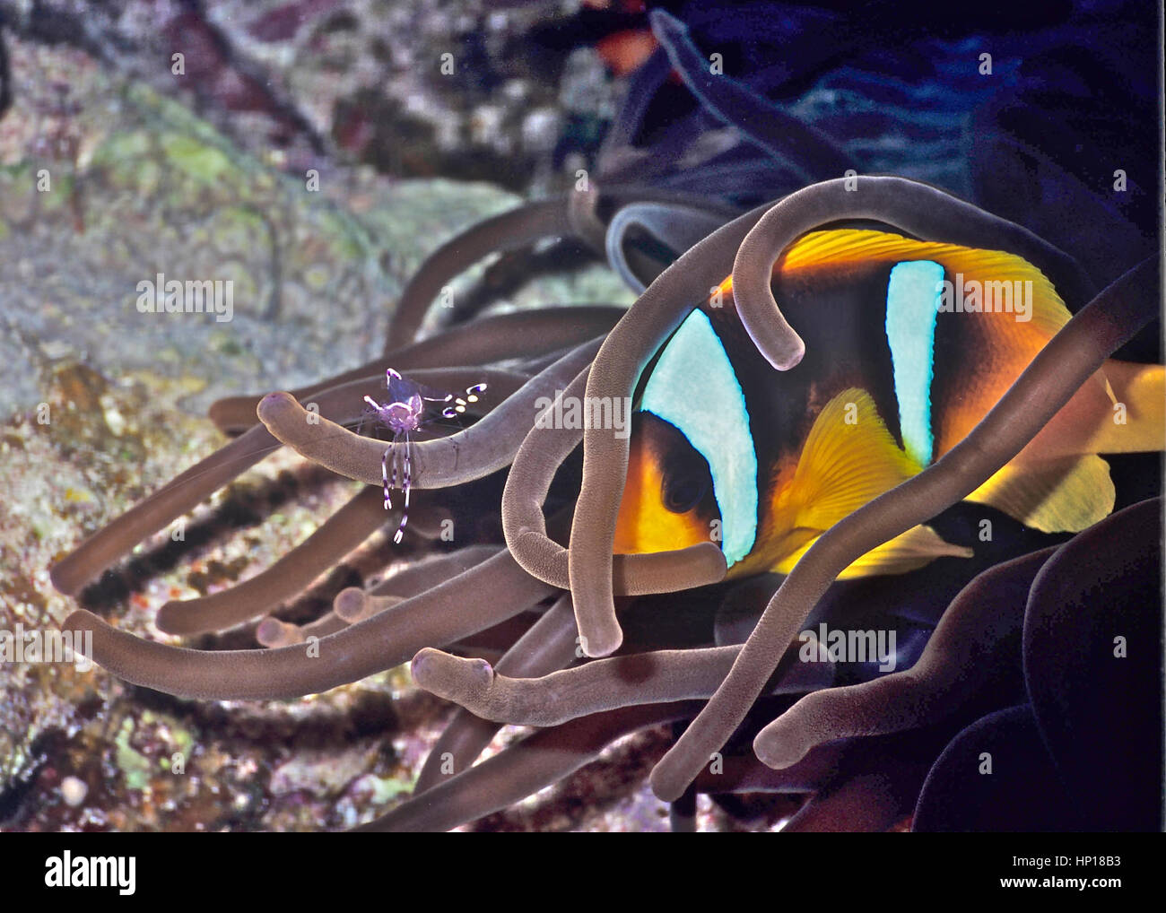 A clownfish (Amphiprion bicinctus) and a partner shrimp (Ancylomenes ...