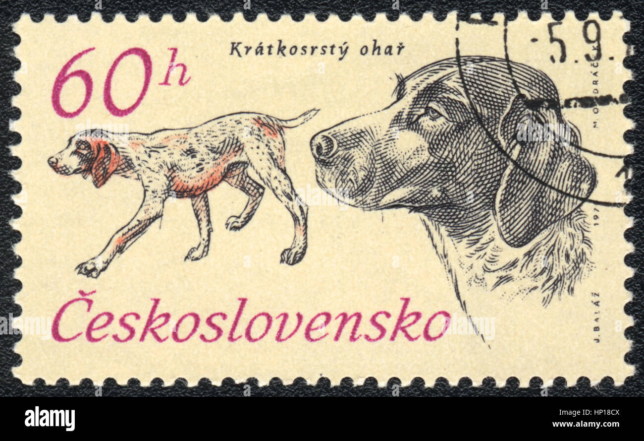 A postage stamp printed in Czechoslovakia shows a Shorthaired Pointer ...