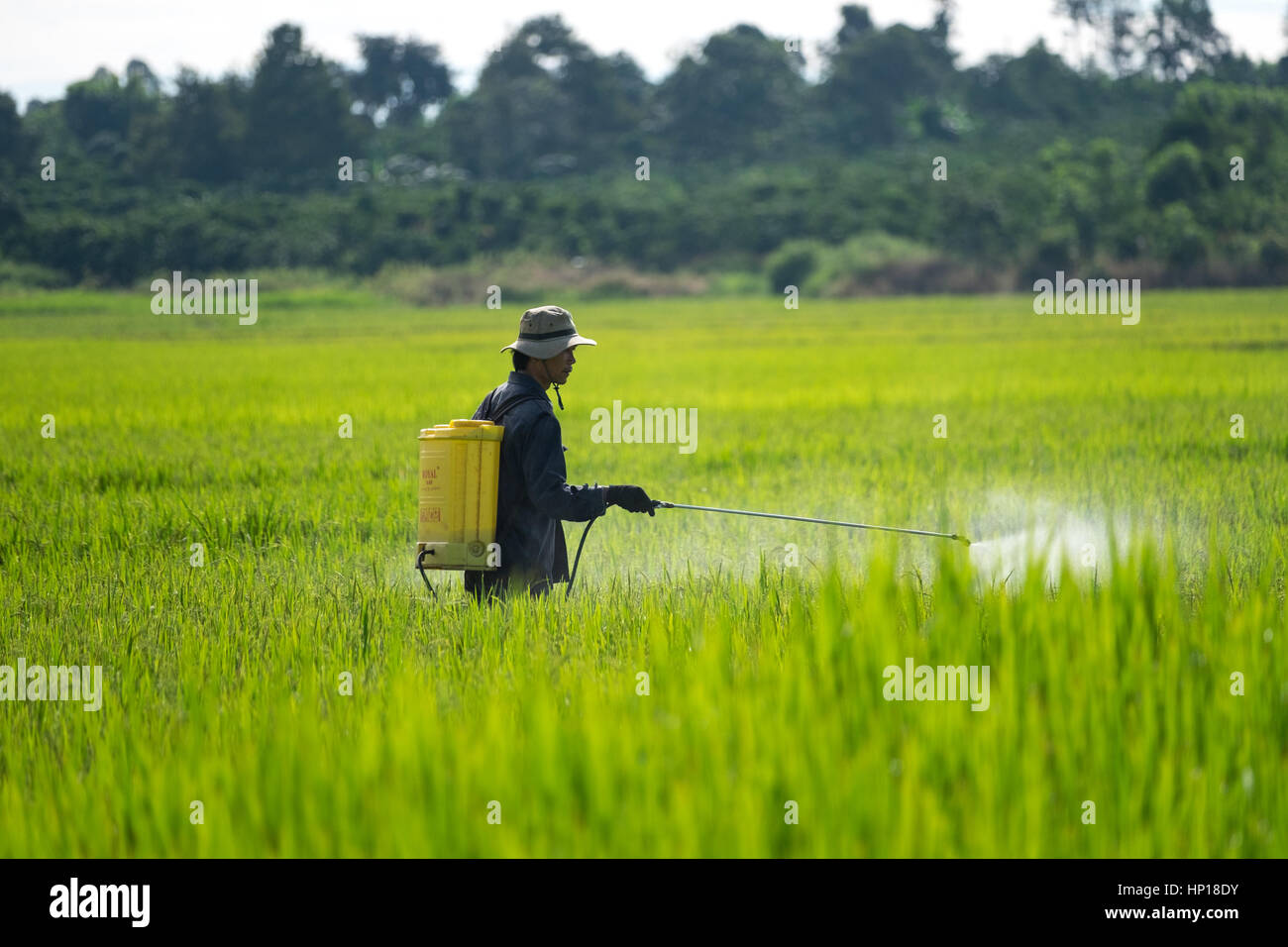 Farmer spraying pesticide on rice field Stock Photo - Alamy