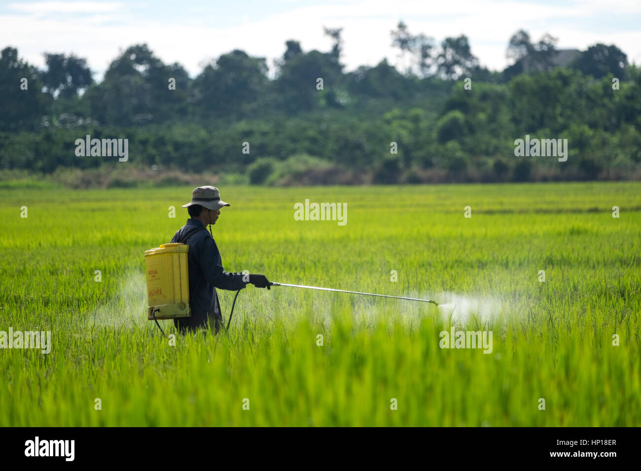 Farmer spraying pesticide on rice field Stock Photo - Alamy