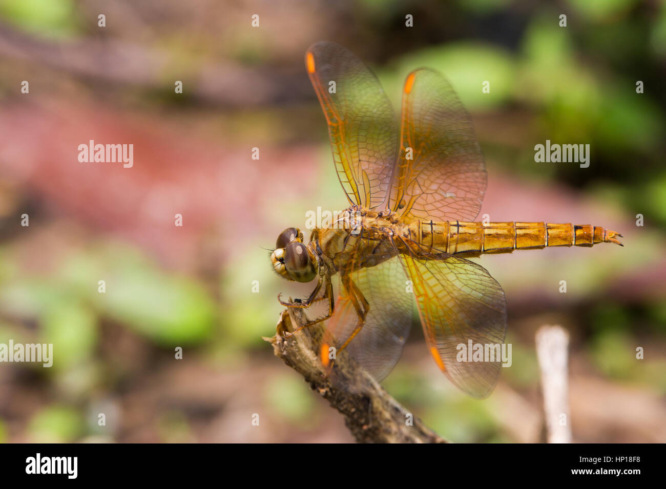 Water glider insect hi-res stock photography and images - Alamy