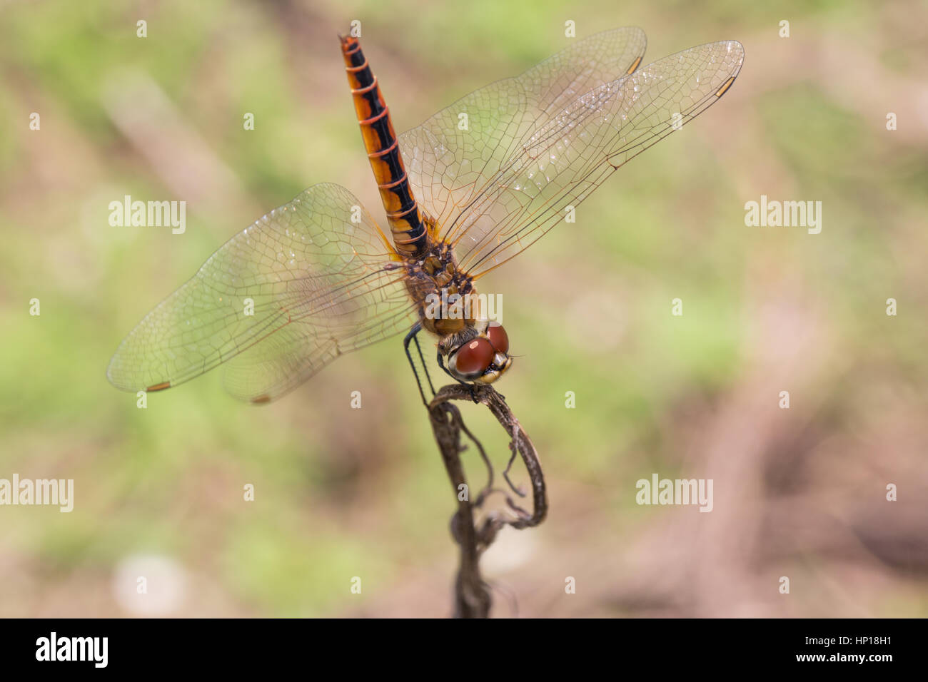 Water glider insect hi-res stock photography and images - Alamy