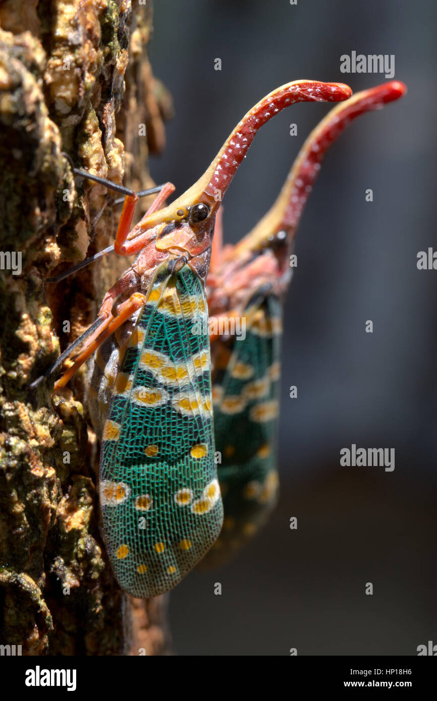 Pyrops candelaria hi-res stock photography and images - Alamy