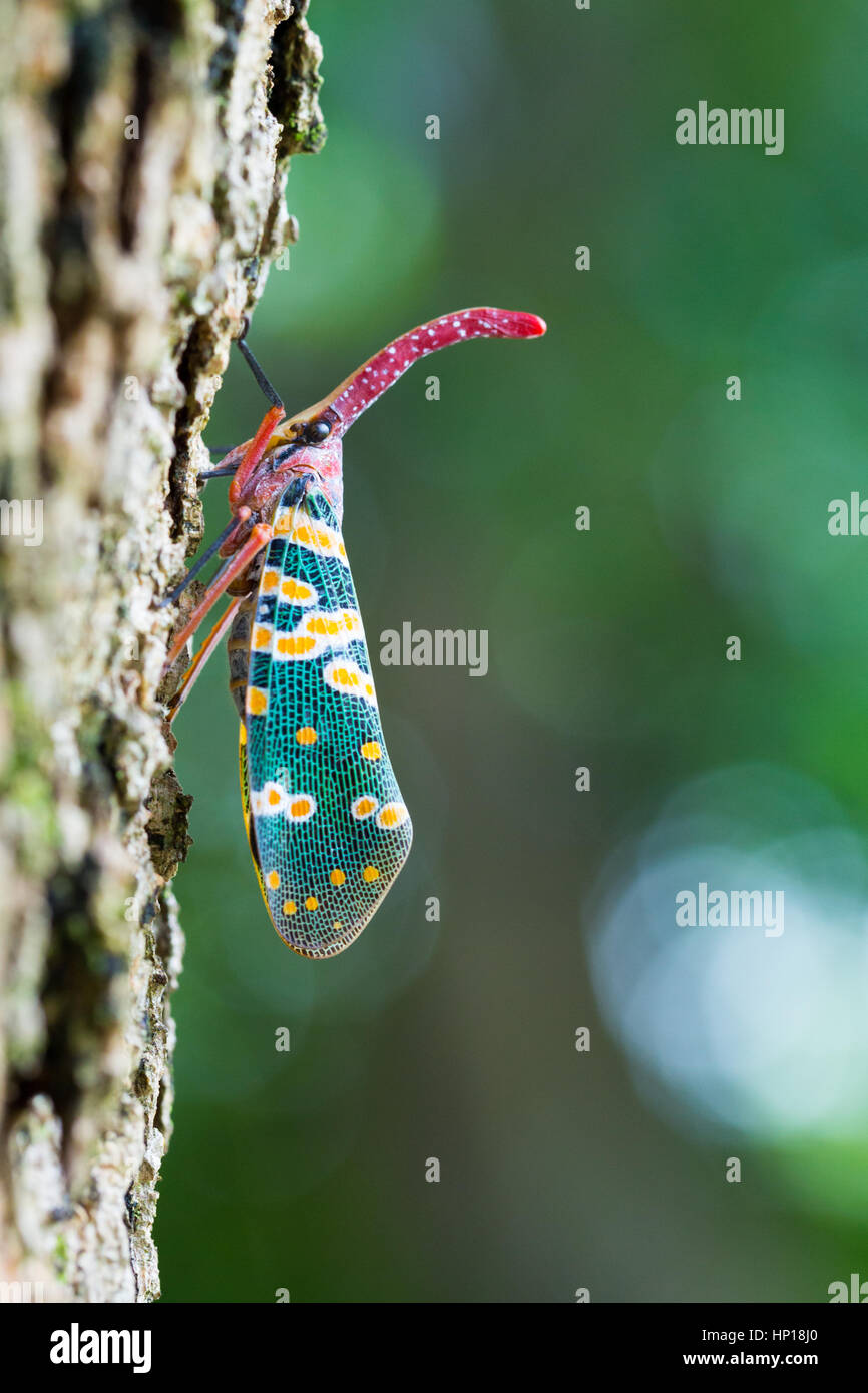 Pyrops candelaria hi-res stock photography and images - Alamy