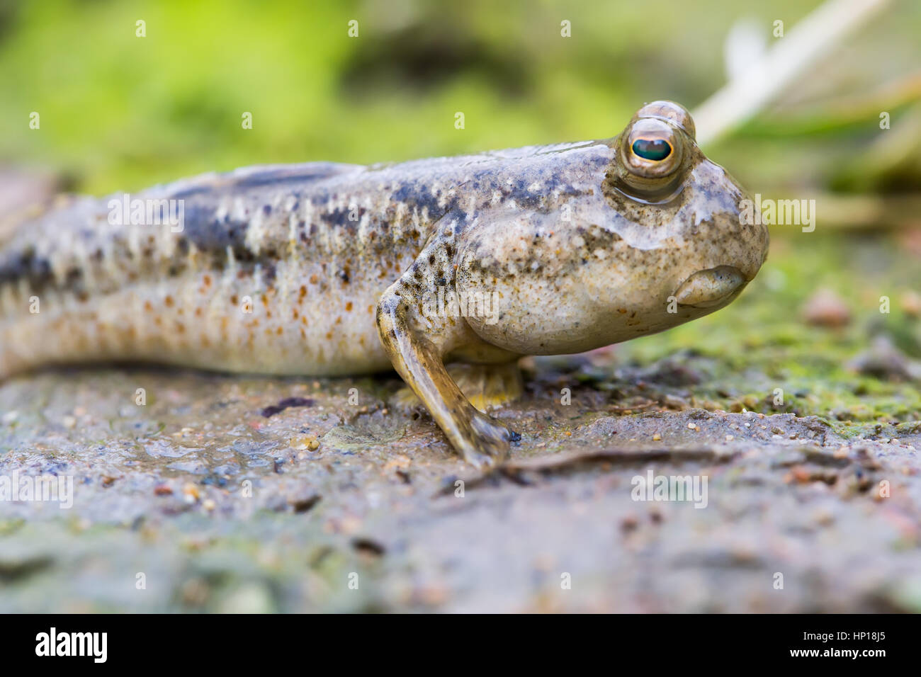 Mudskipper hong kong hi-res stock photography and images - Alamy