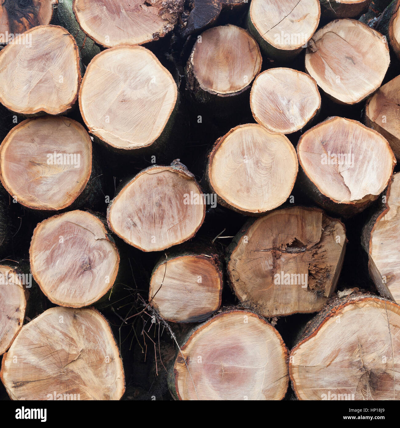 Firewood picture hi-res stock photography and images - Alamy