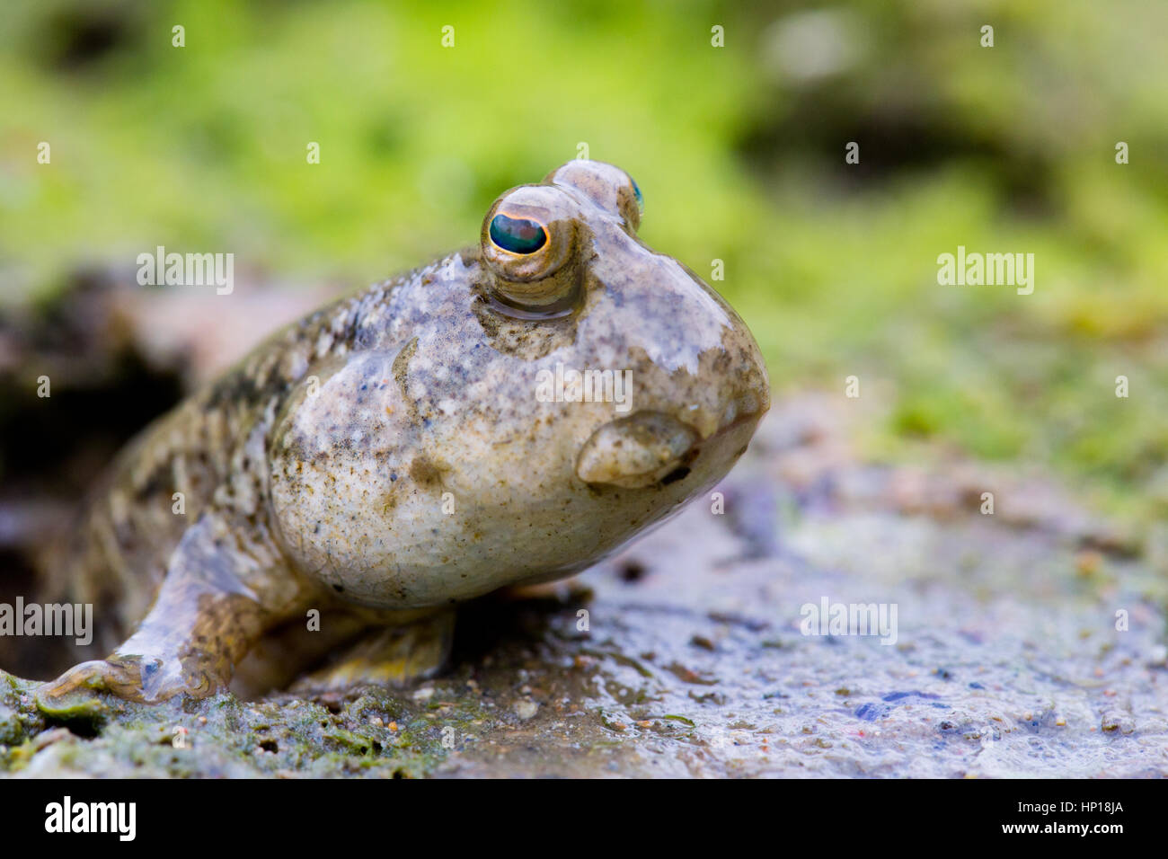 Mudskipper on Mud Flat Stock Photo - Alamy