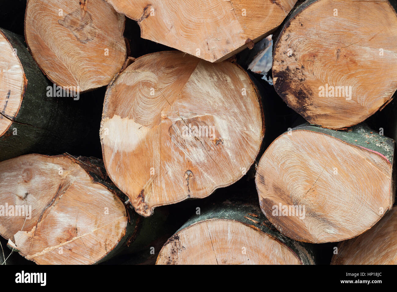 stack of freshly sawn beech logs in closeup on horizontal picture Stock ...