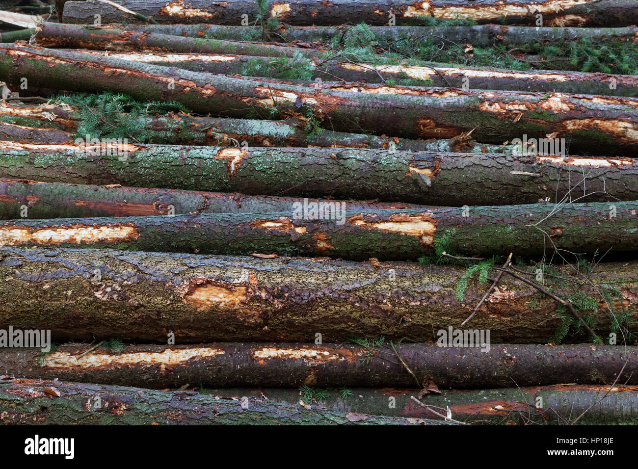 Spruce logs hi-res stock photography and images - Alamy
