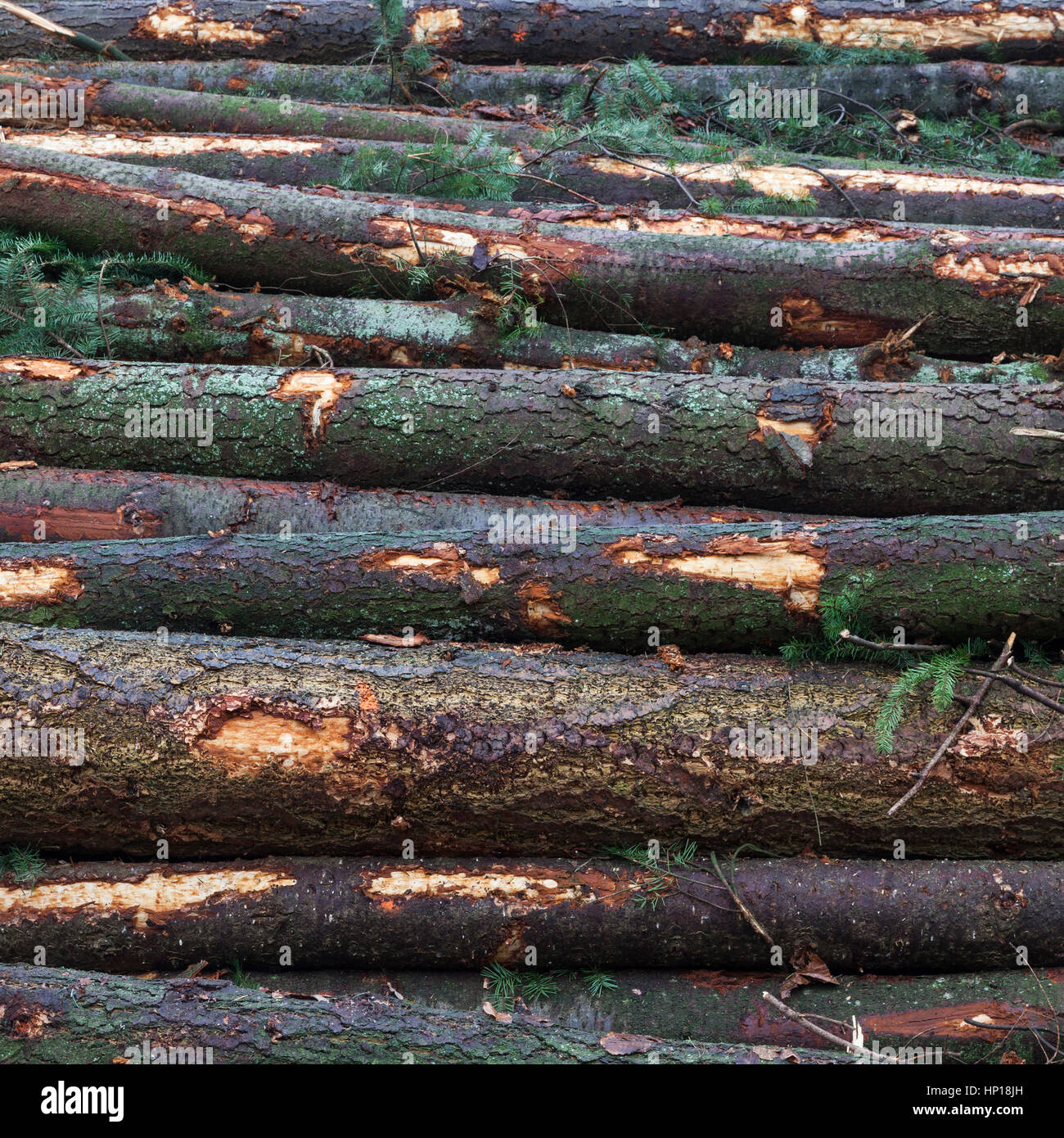 stack of spruce logs closeup Stock Photo - Alamy