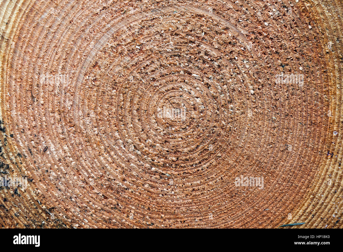 closeup of rings of cut spruce tree trunk Stock Photo - Alamy