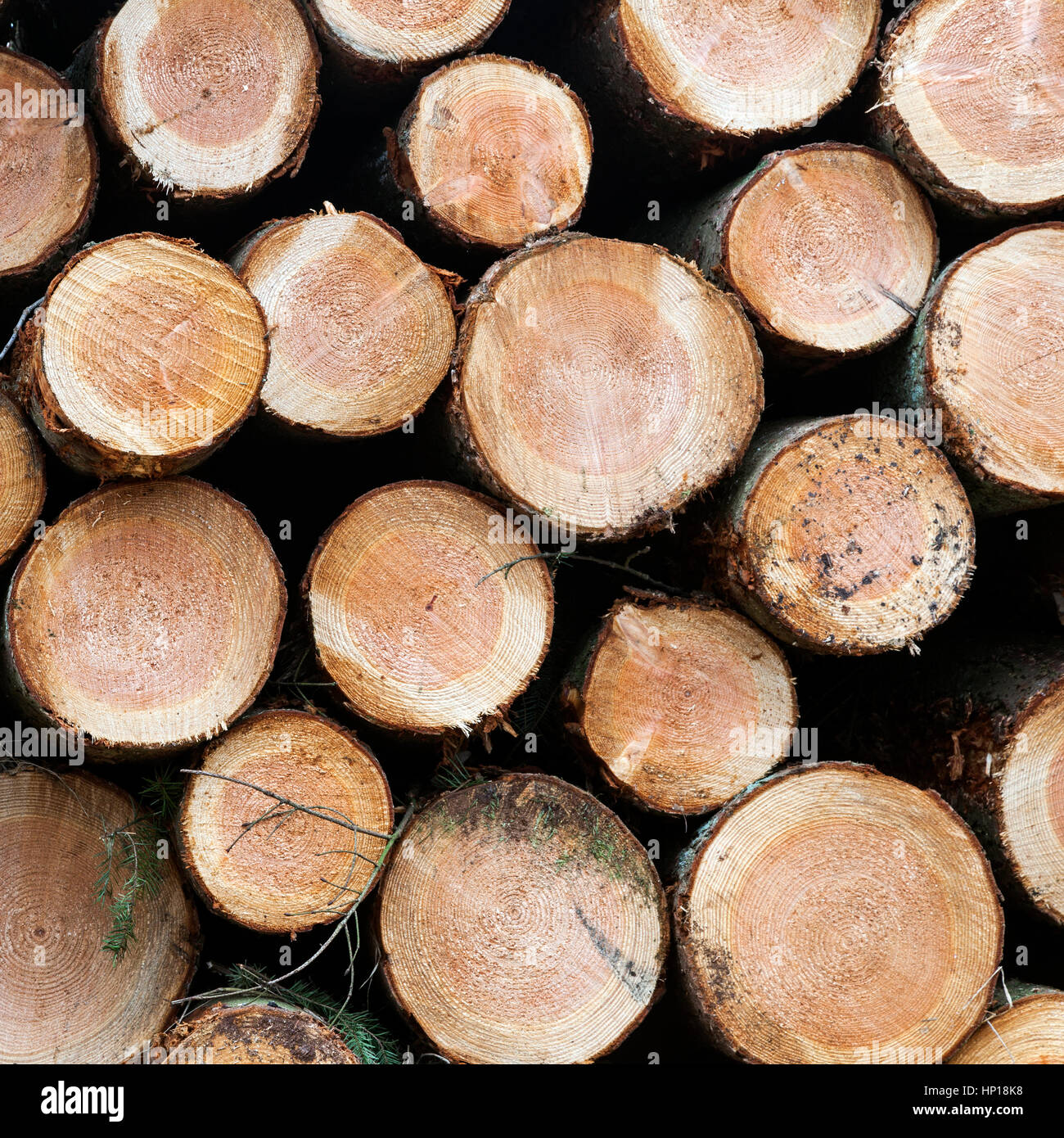 pile of small freshly cut trunks of spruce tree wood Stock Photo - Alamy