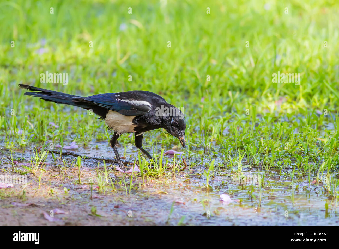 Bird eating earthworm hi-res stock photography and images - Alamy