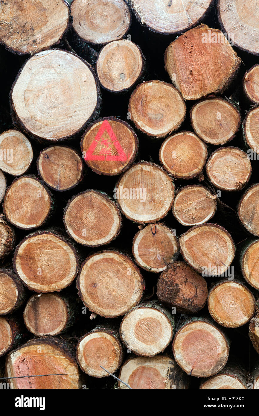 pile of small freshly cut trunks of spruce tree wood Stock Photo - Alamy