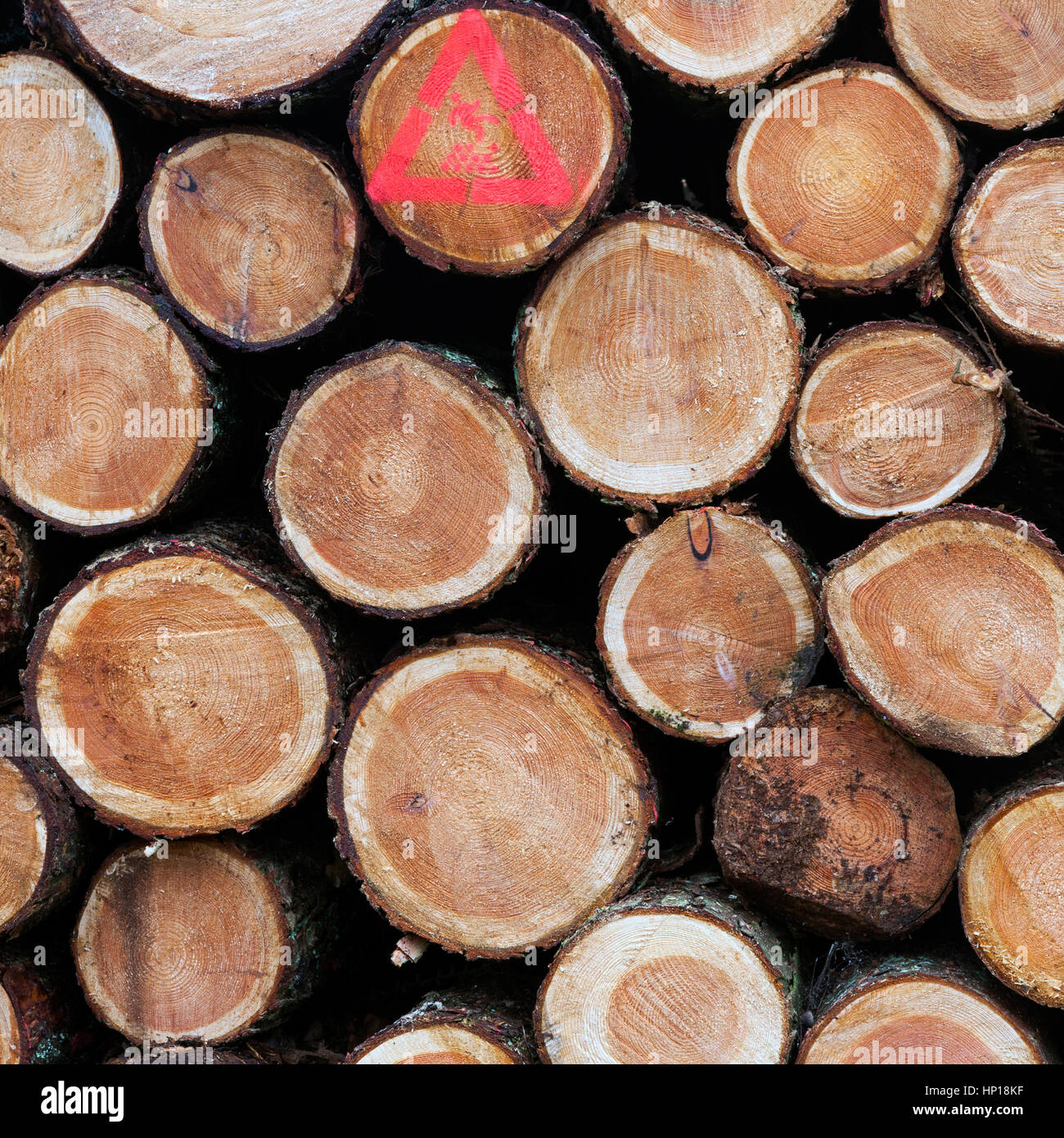 pile of small freshly cut trunks of spruce tree wood Stock Photo - Alamy