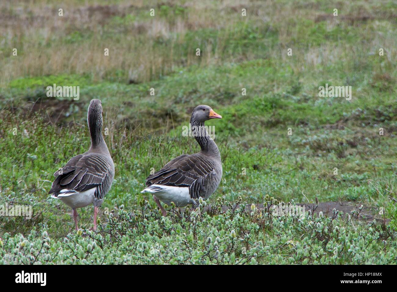 Wild goose, couple Stock Photo - Alamy