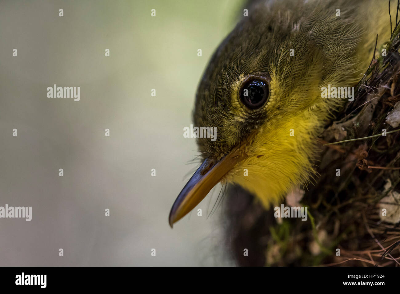 Warblers Nest High Resolution Stock Photography and Images - Alamy