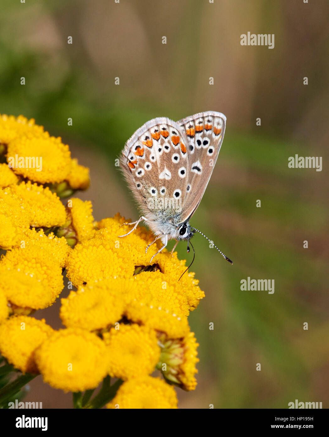 Uk common flowers hi-res stock photography and images - Alamy