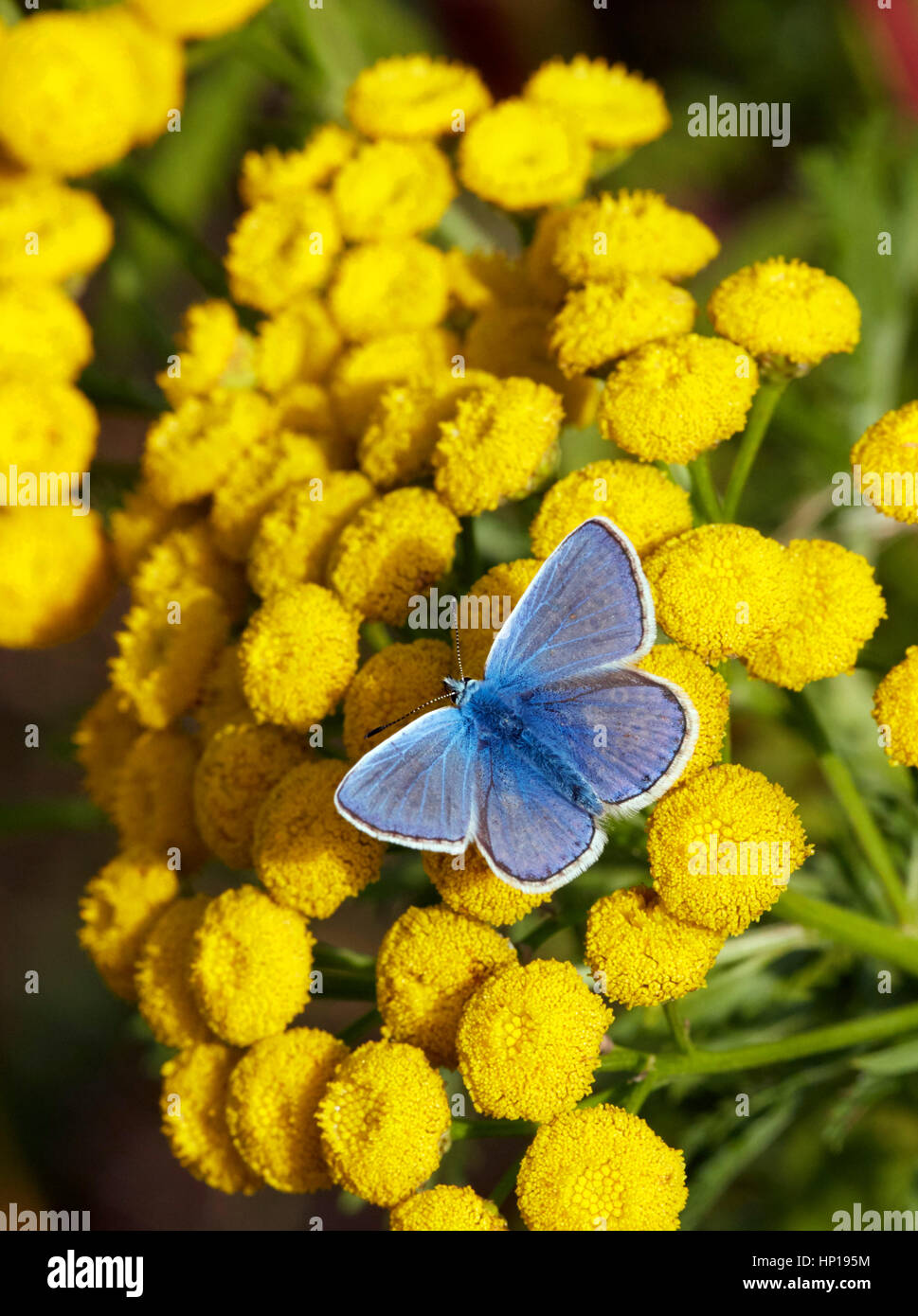Uk common flowers hi-res stock photography and images - Alamy