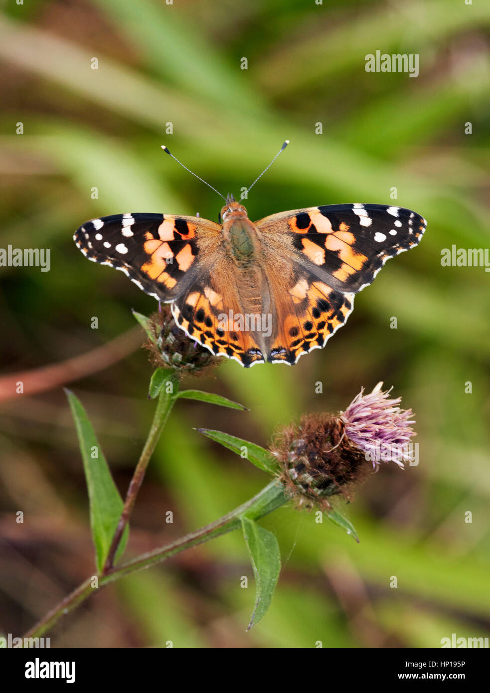 Painted Lady nectaring on Knapweed. Hurst Park, West Molesey, Surrey ...