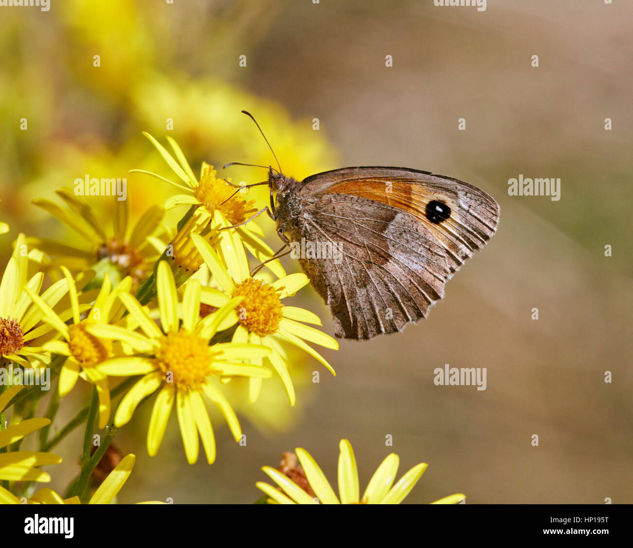 Meadow Brown nectaring on Ragwort. Hurst Park, West Molesey, Surrey, UK ...