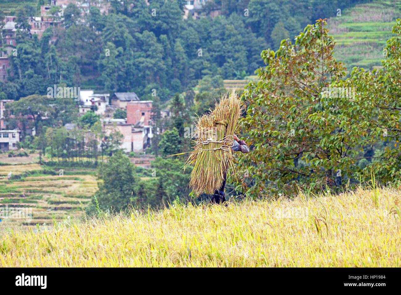 Carrying of straw after threshing grain, harvesting concept Stock Photo ...