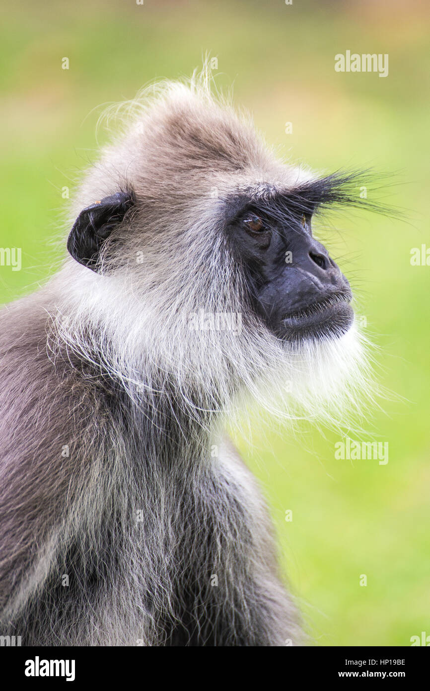Gray / Hanuman langur monkey, Sri Lanka Stock Photo - Alamy