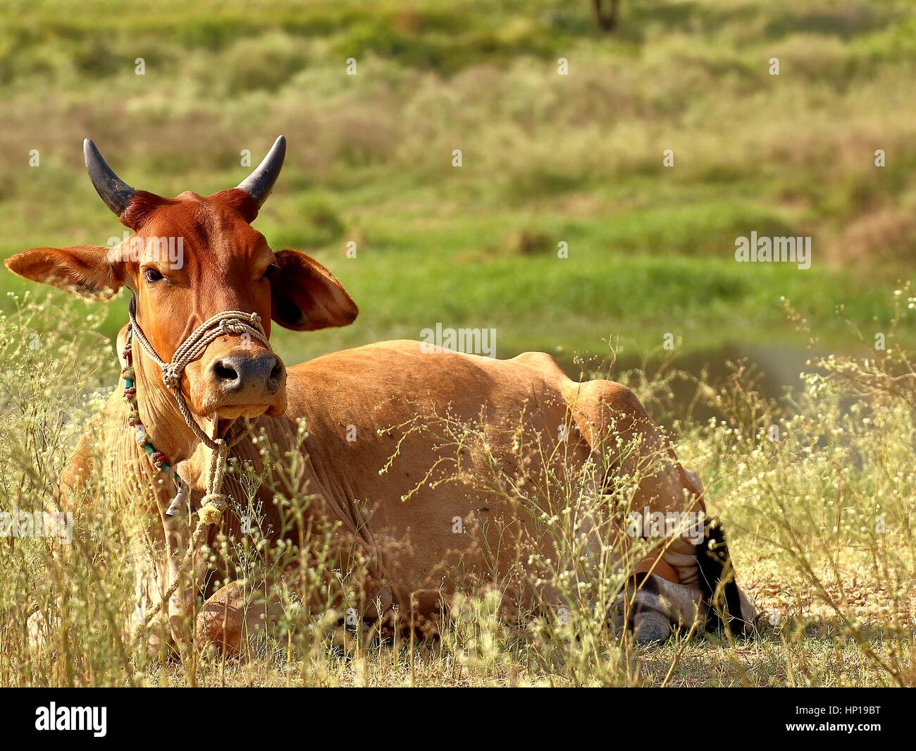 A bull relaxing on a patch of grass, Islamabad, Pakistan Stock Photo ...
