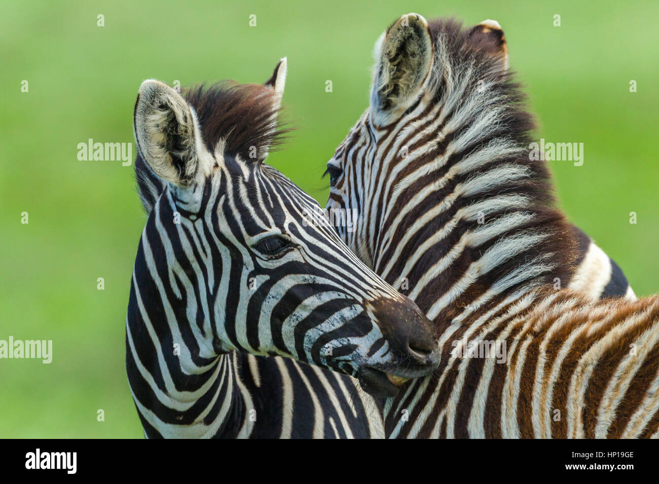 Zebra Calf's animals necking affections closeup photo in wildlife ...