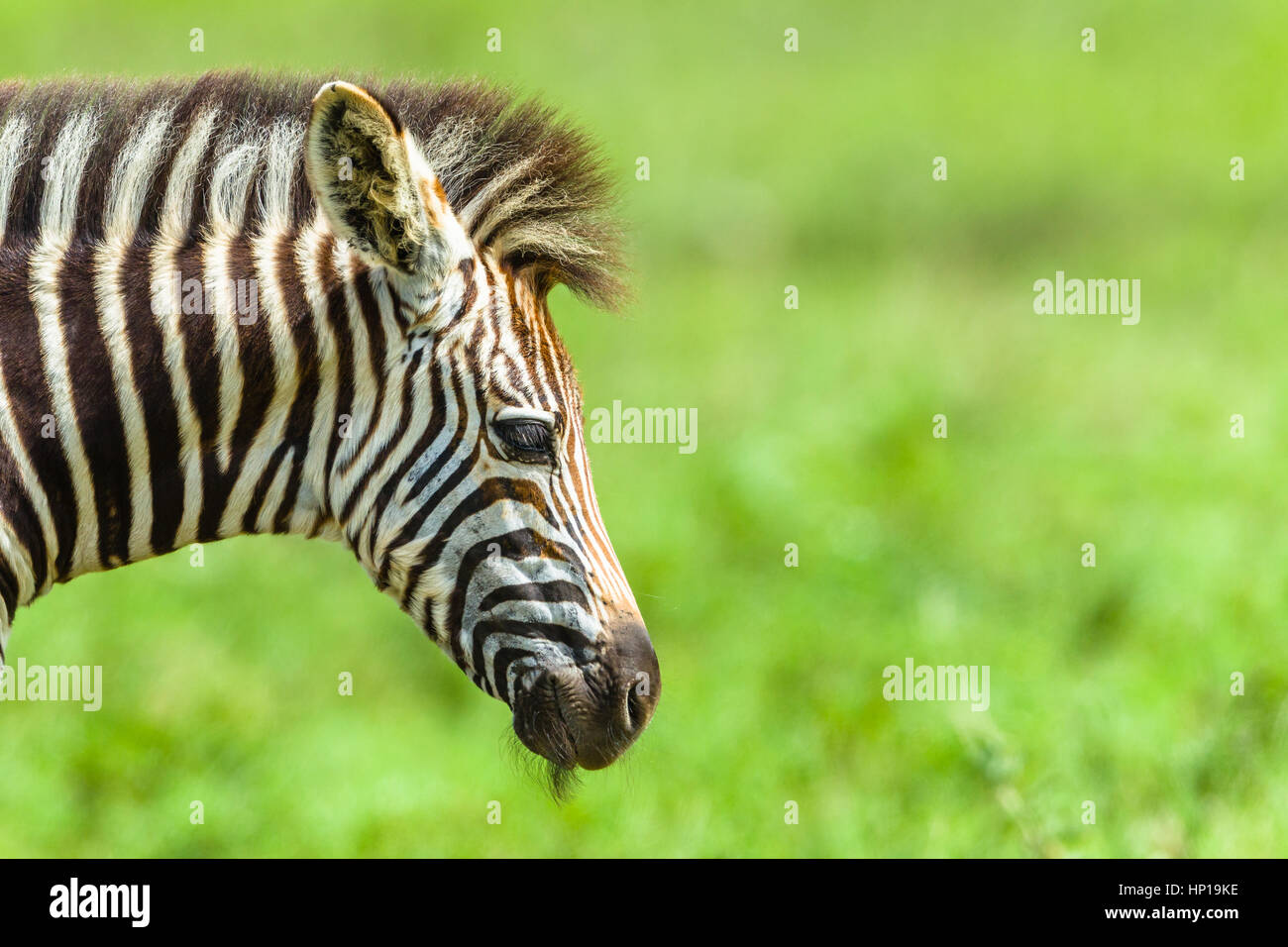Zebra Calf animal head neck closeup portrait in wildlife safari park ...
