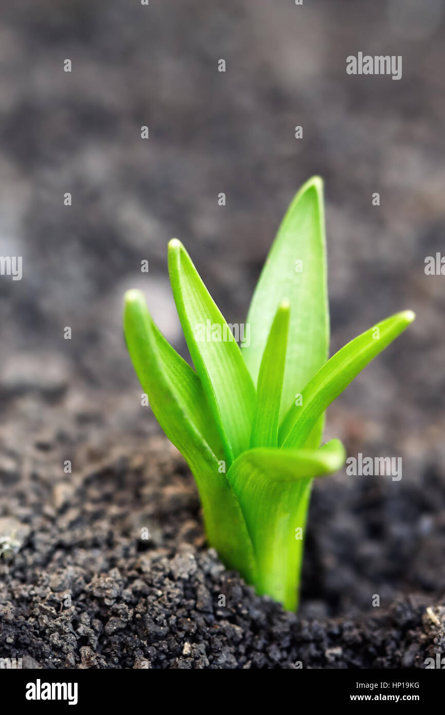 Young hyacinth sprout in garden, new plant just starting to grow with ...