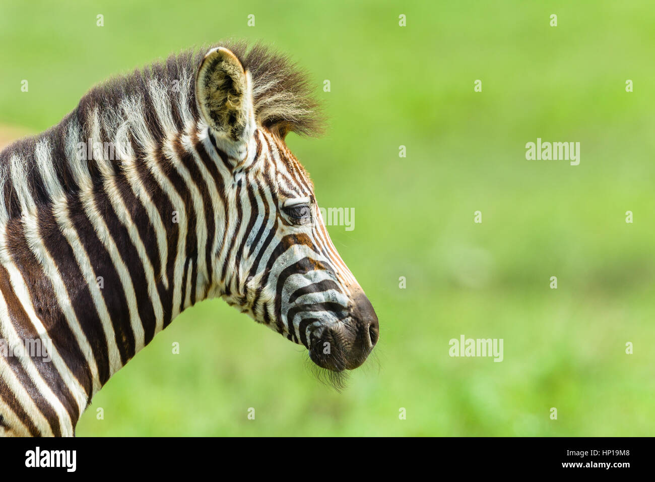 Zebra Calf animal head neck closeup portrait in wildlife safari park ...