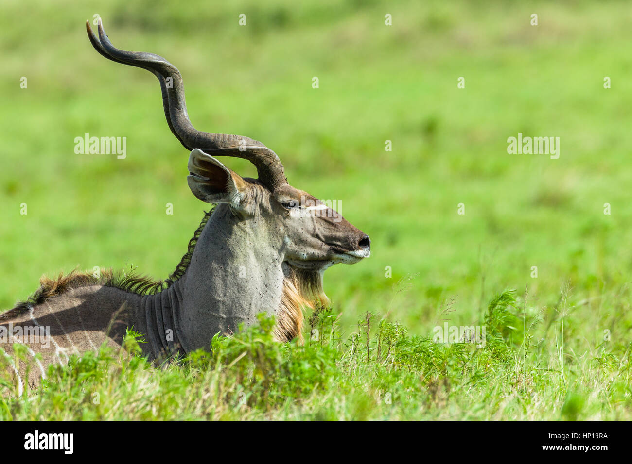 Buck Kudu bull wildlife animals closeup head horns hot summers day in ...