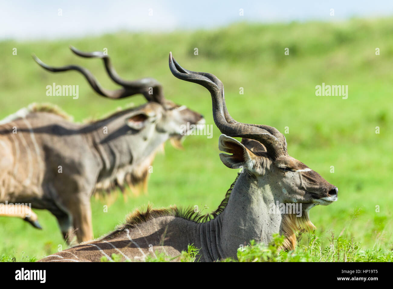 Buck Kudu bull wildlife animals closeup head horns hot summers day in ...