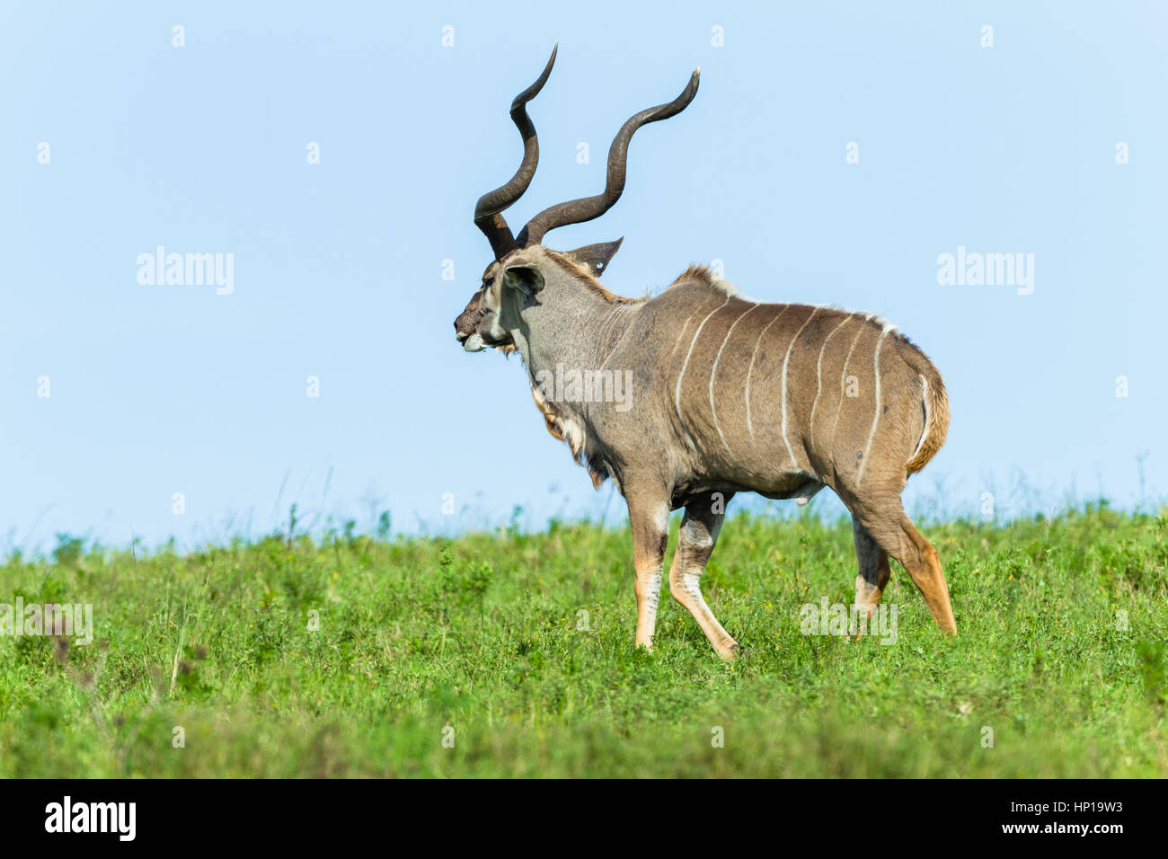 Buck Kudu bull wildlife animals closeup walking grassland plateau hot ...