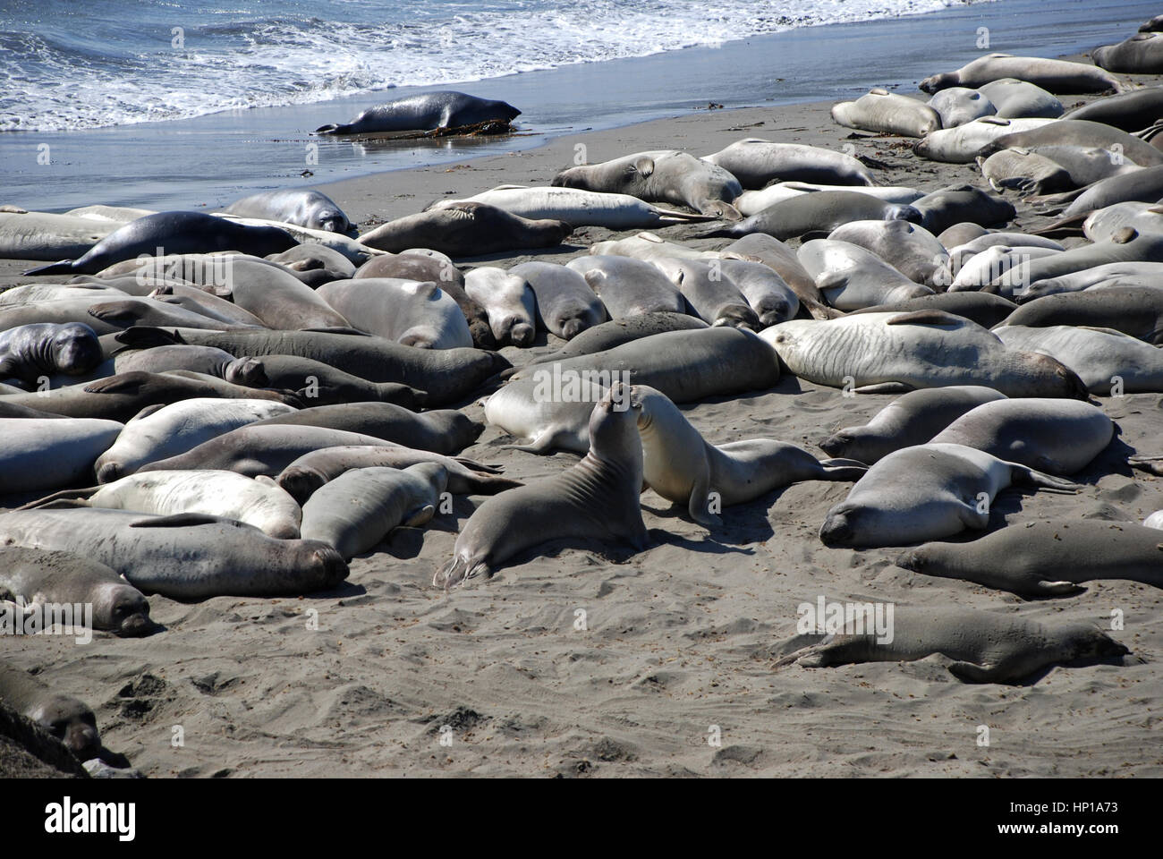 Walrus on beach along Big Sur California Stock Photo - Alamy
