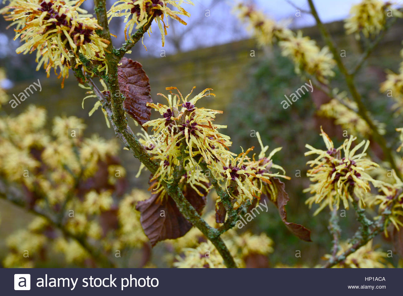 Hamamelis Intermedia Stock Photos & Hamamelis Intermedia Stock Images ...