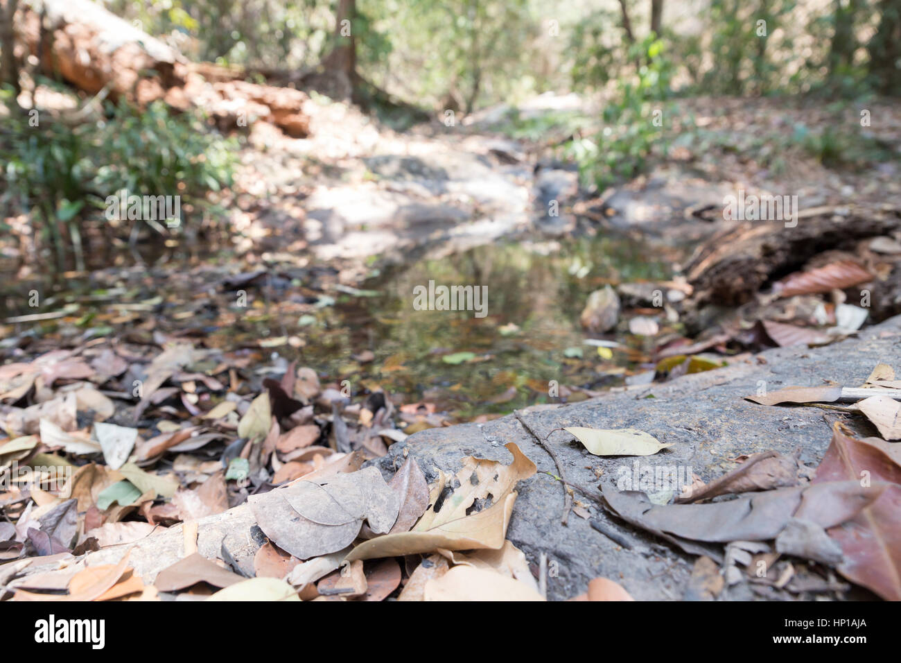 trail on cascade waterway on hill in forest in drought for hiking or ...