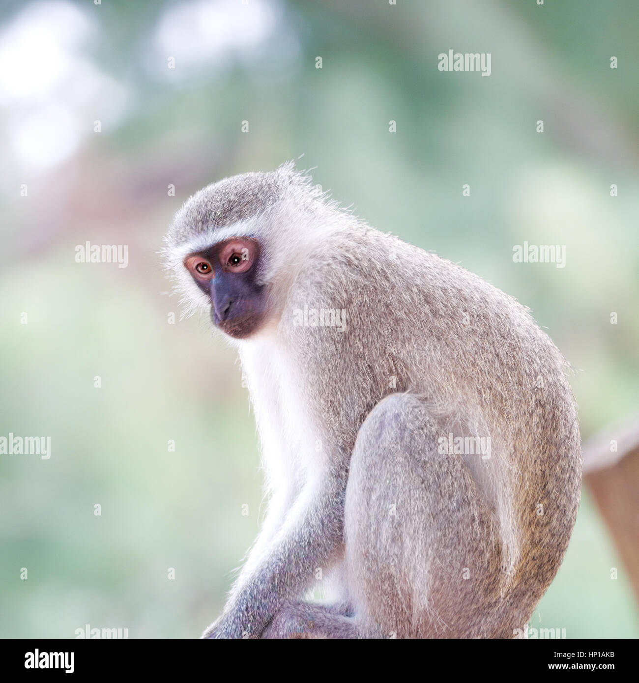 blur in south africa kruger wildlife nature reserve and wild monkey ...