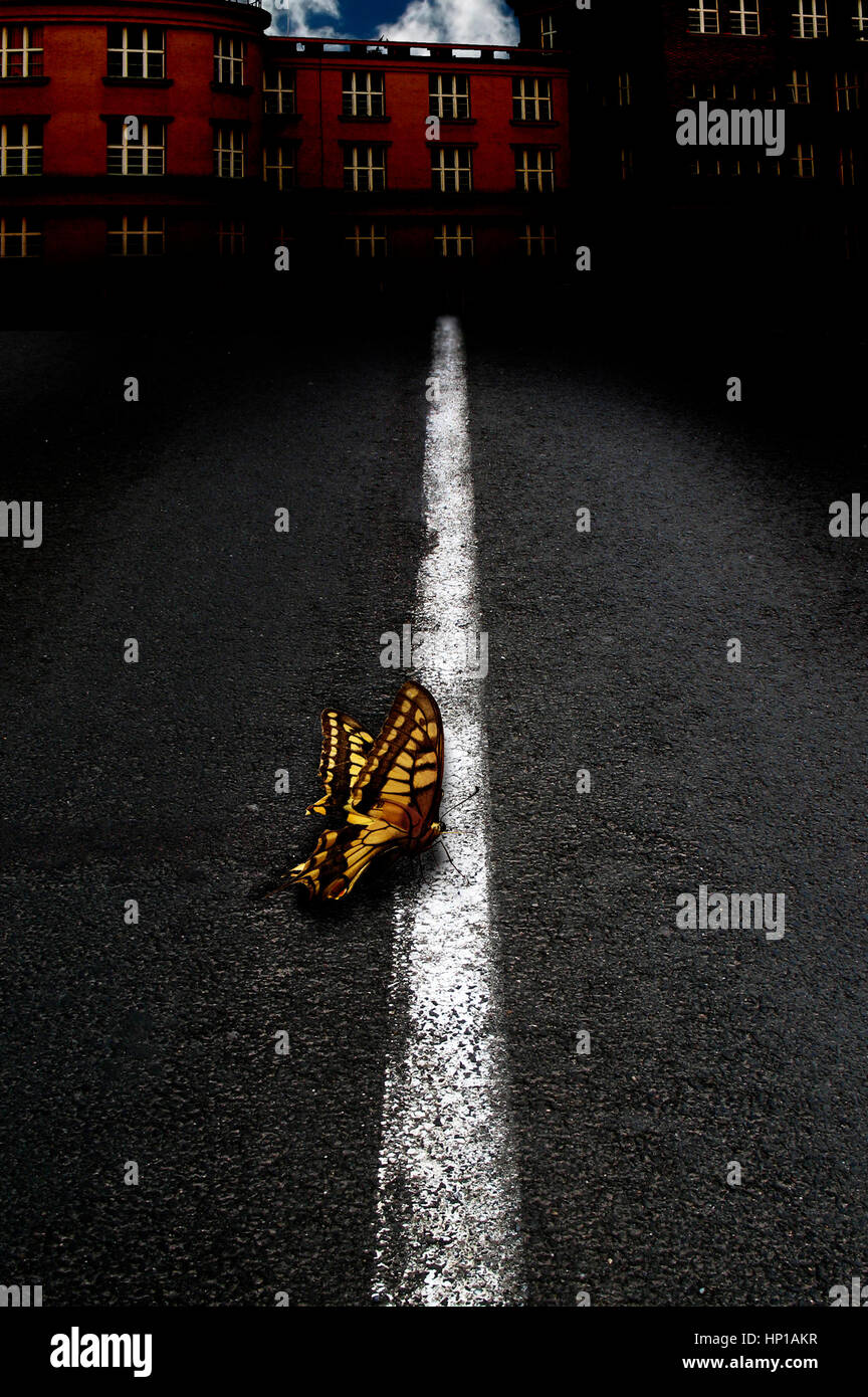 a yellow butterfly standing in the middle of a road Stock Photo - Alamy