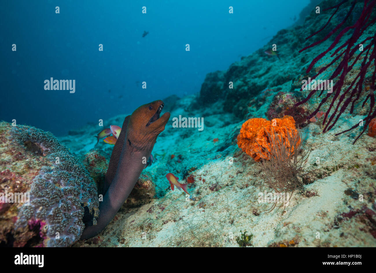 Moray eel hidden under coral reef, Indian ocean, Maldives Stock Photo ...