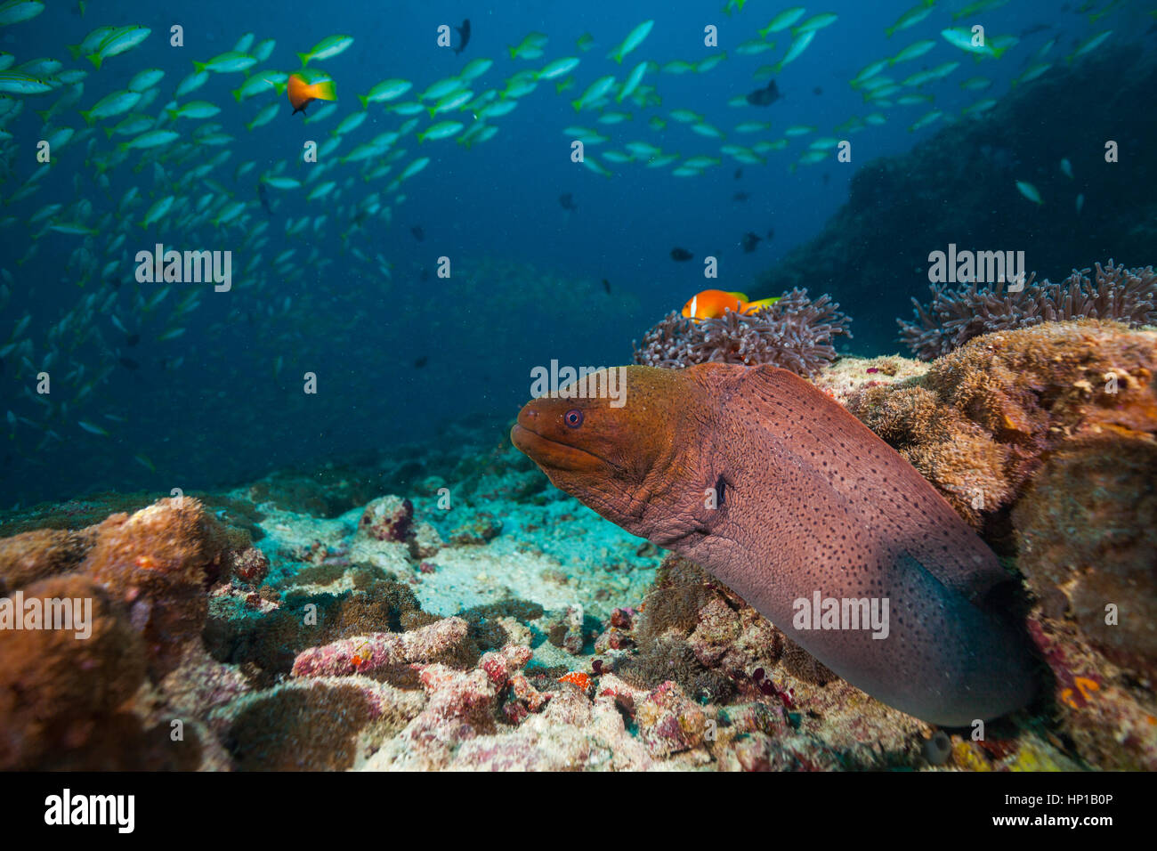 Moray eel hidden under coral reef, Indian ocean, Maldives Stock Photo ...