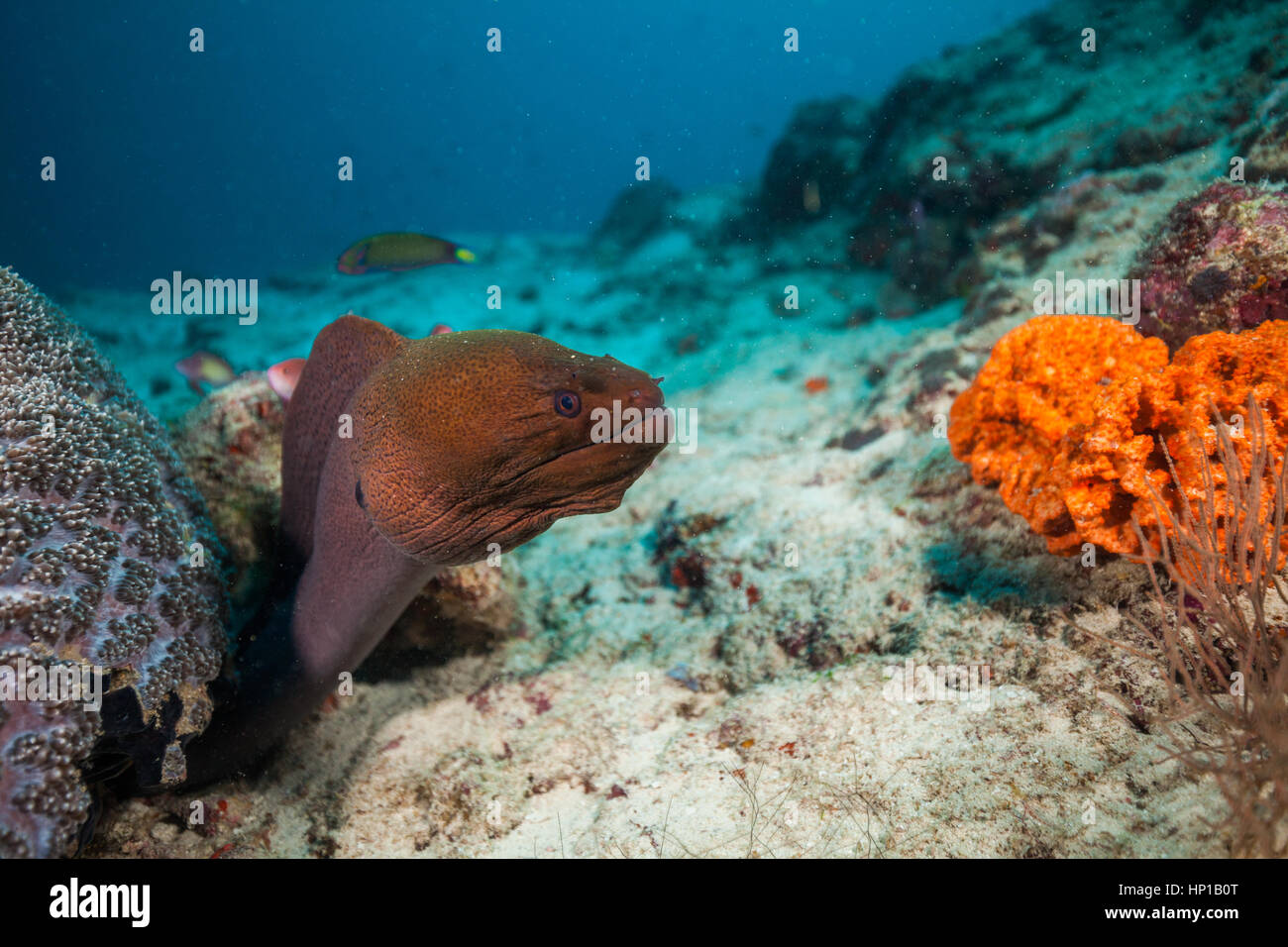 Moray eel hidden under coral reef, Indian ocean, Maldives Stock Photo ...