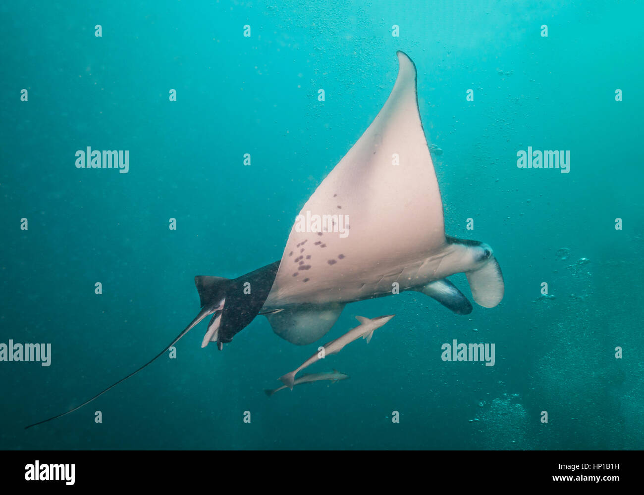 Beautiful big manta ray floating in deep blue ocean, Indian ocean ...