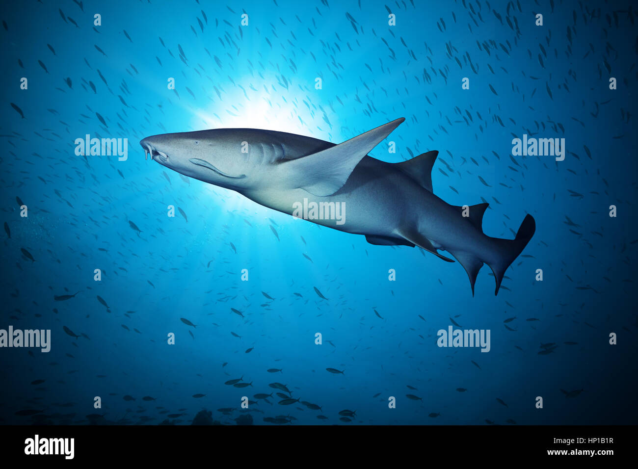 Small blacktip shark hi-res stock photography and images - Alamy