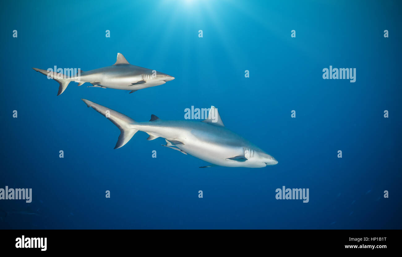 Two great white sharks swimming hi-res stock photography and images - Alamy