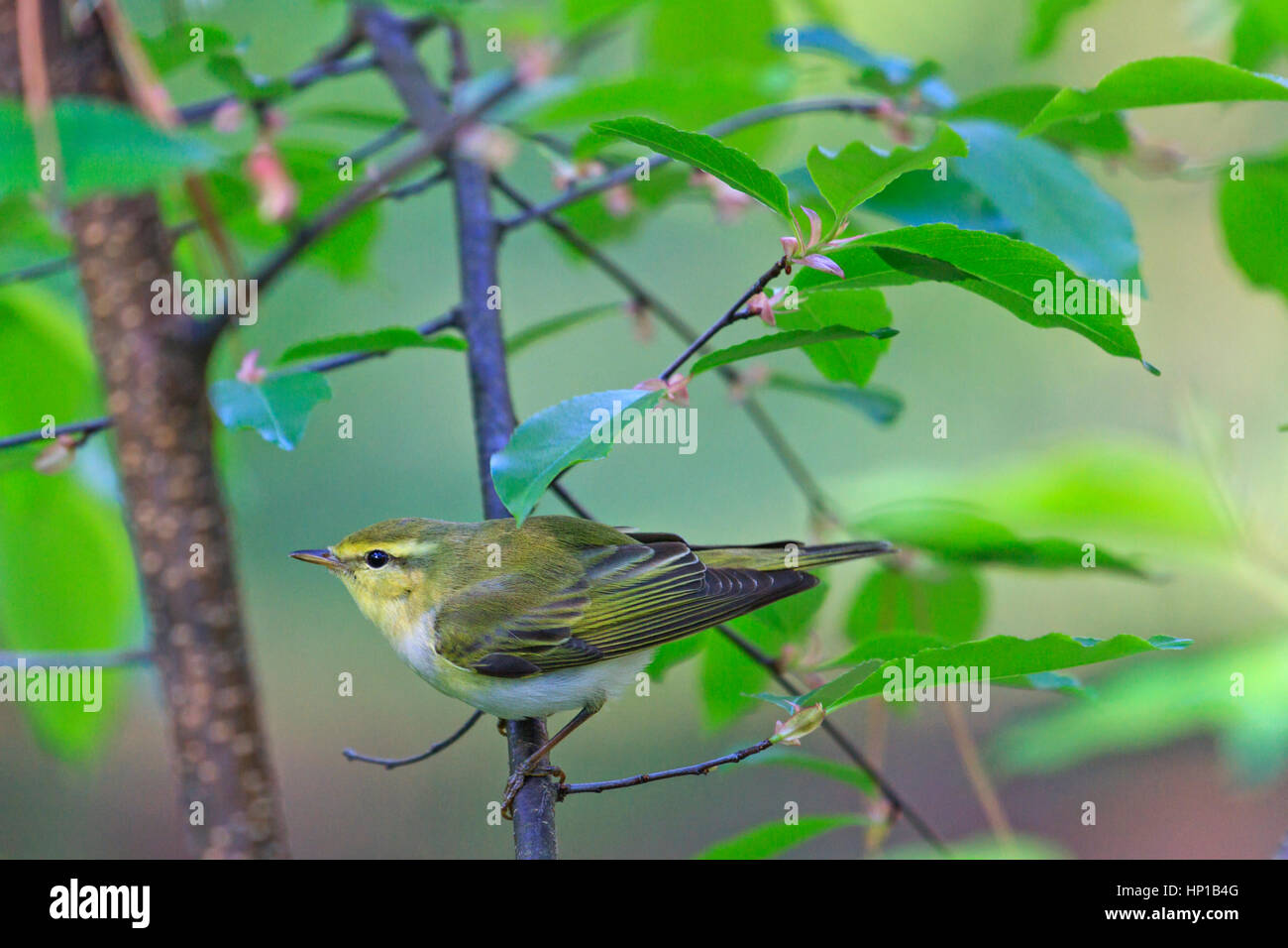 first spring bird singing among green leaves,wildlife, spring migration ...